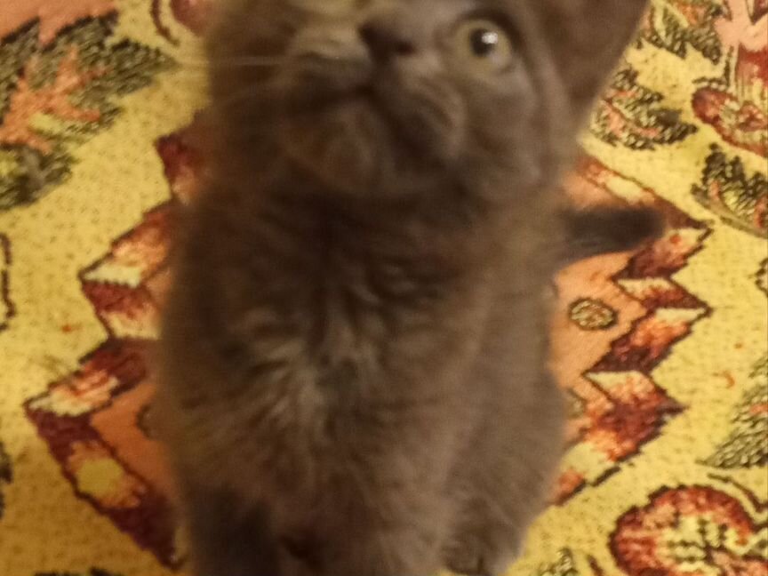 Кошка в дар