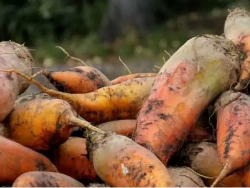 Свекла кормовая