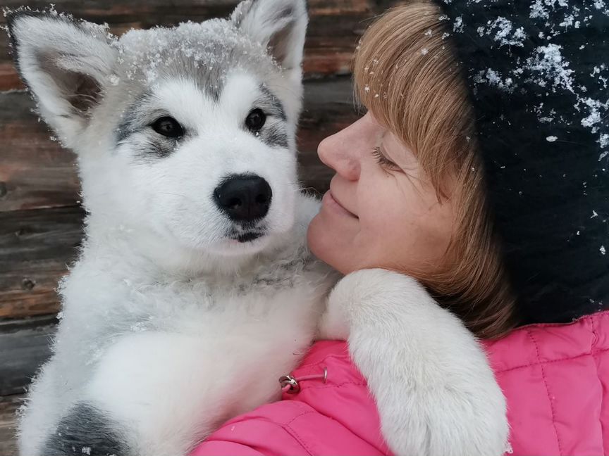 Аляскинский маламут щенки