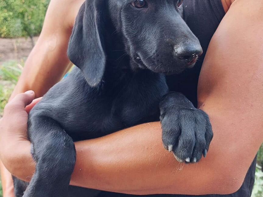 Щенки курцхаара