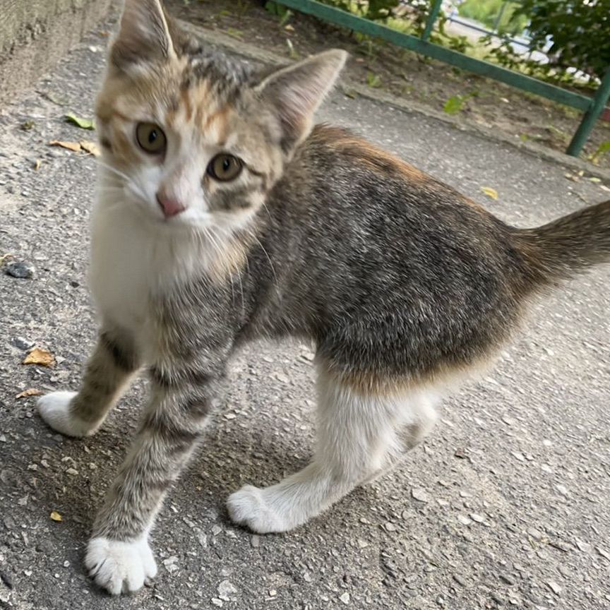 Ласковая кошечка ищет дом