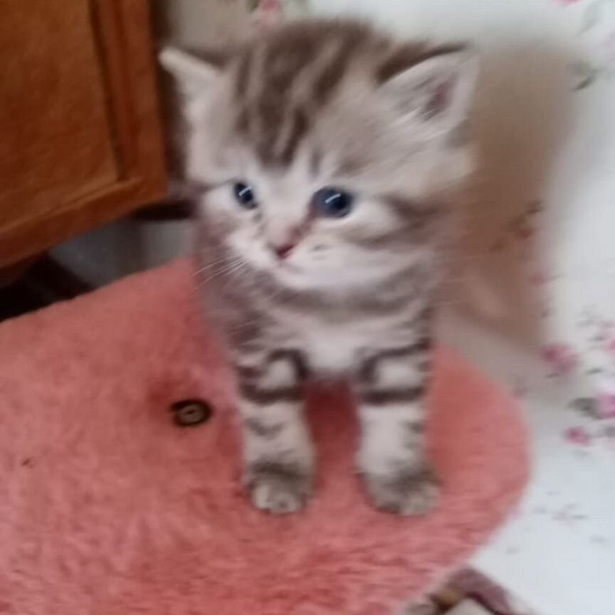 Шоколадные шотландские котята