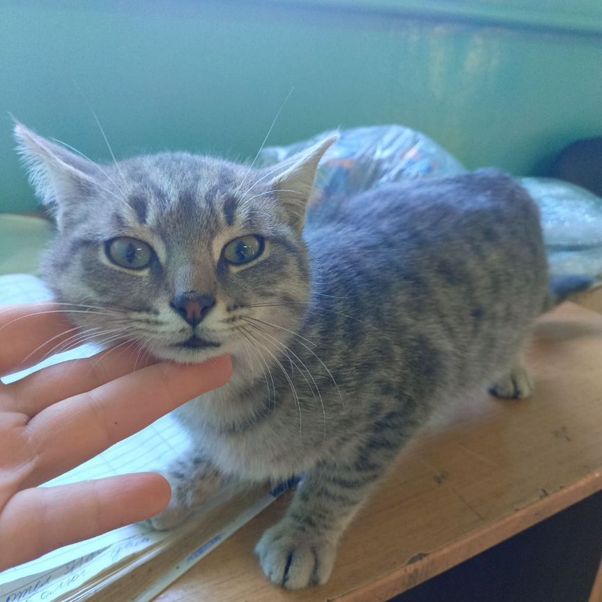 Котенок мальчик серый бесплатно