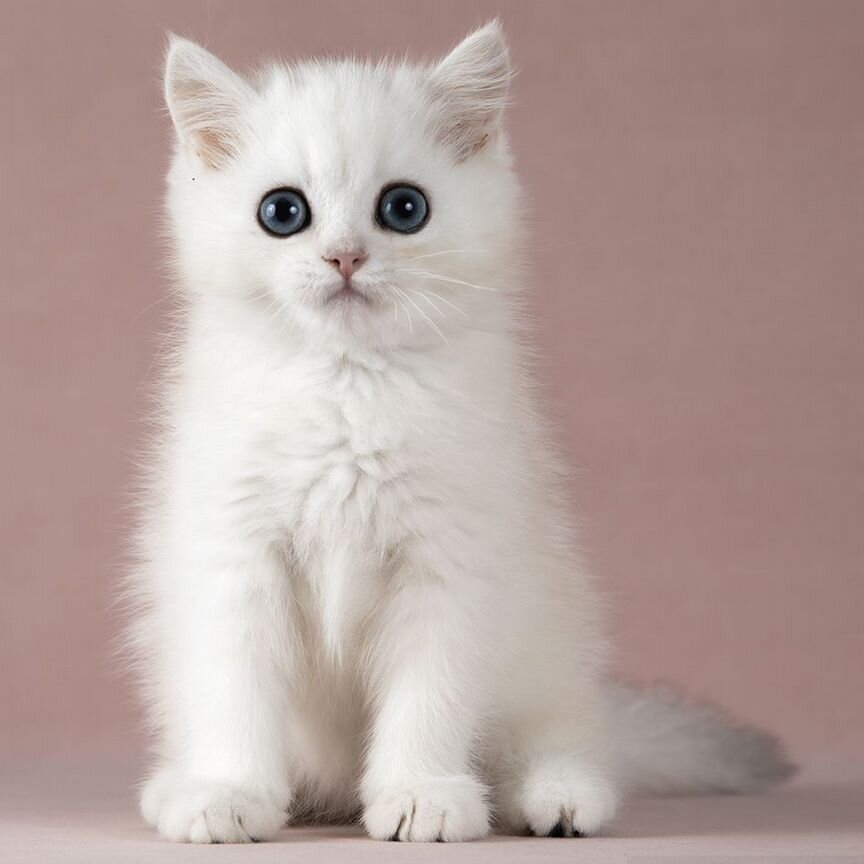 Серебристые британские шиншиллы