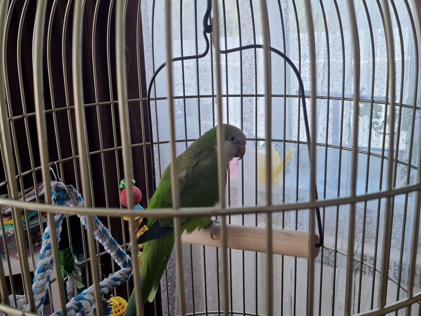 Попугай Монах или квакер