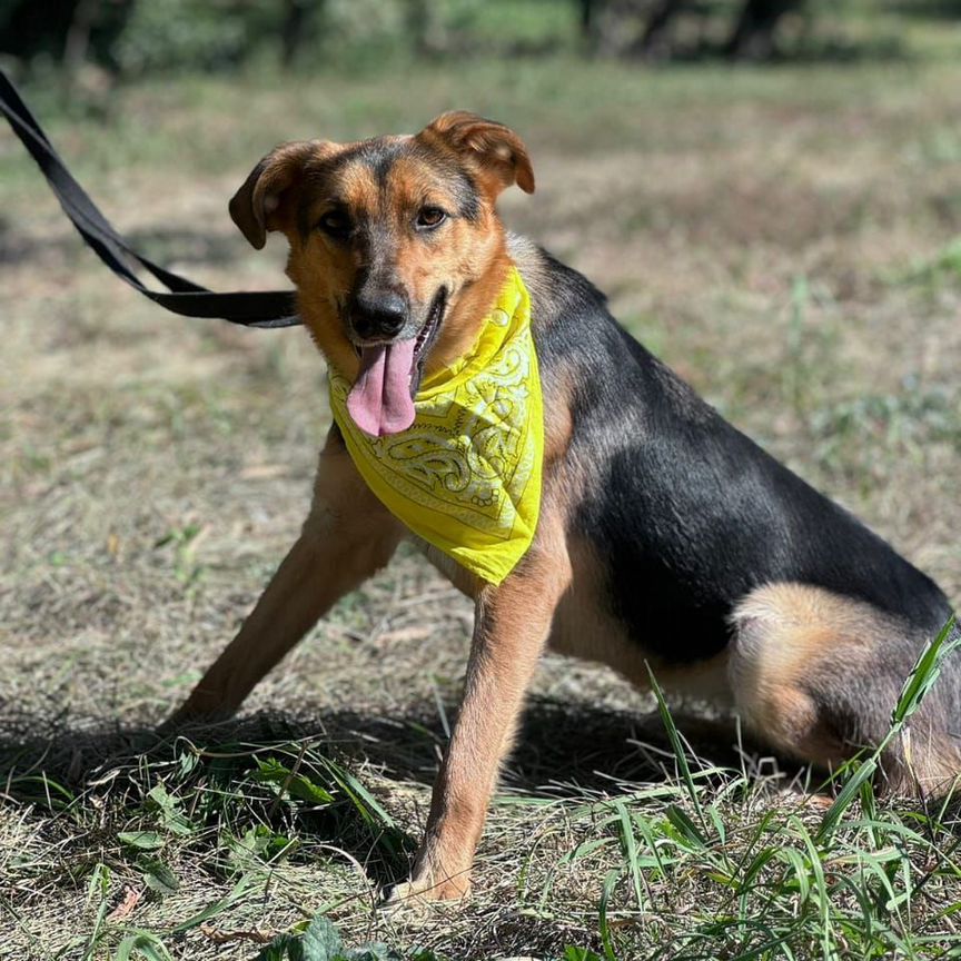 Собака Милая Флора