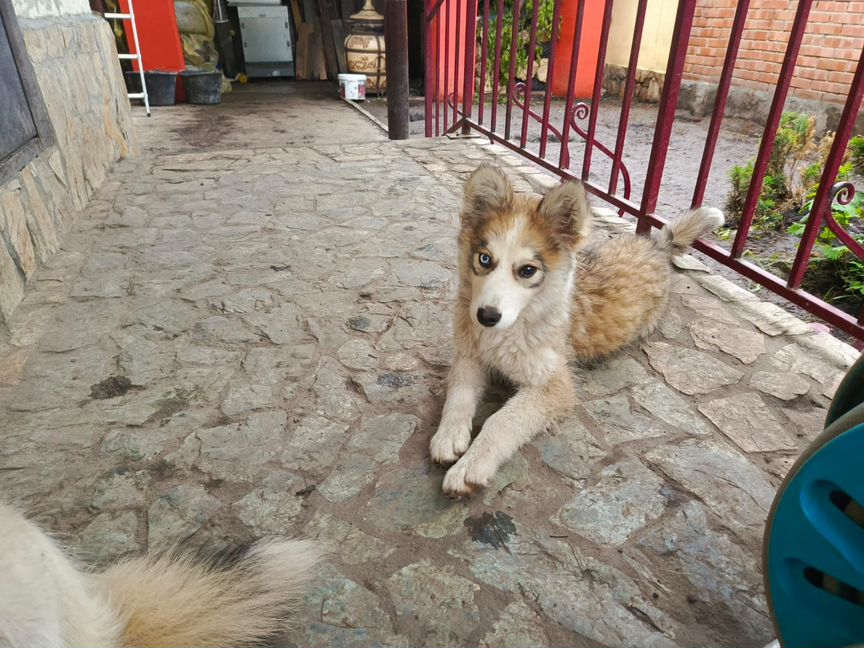 Хаски в добрые руки