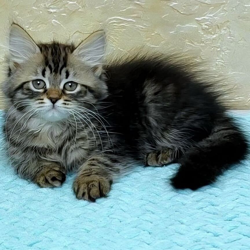 Сибирский котёнок