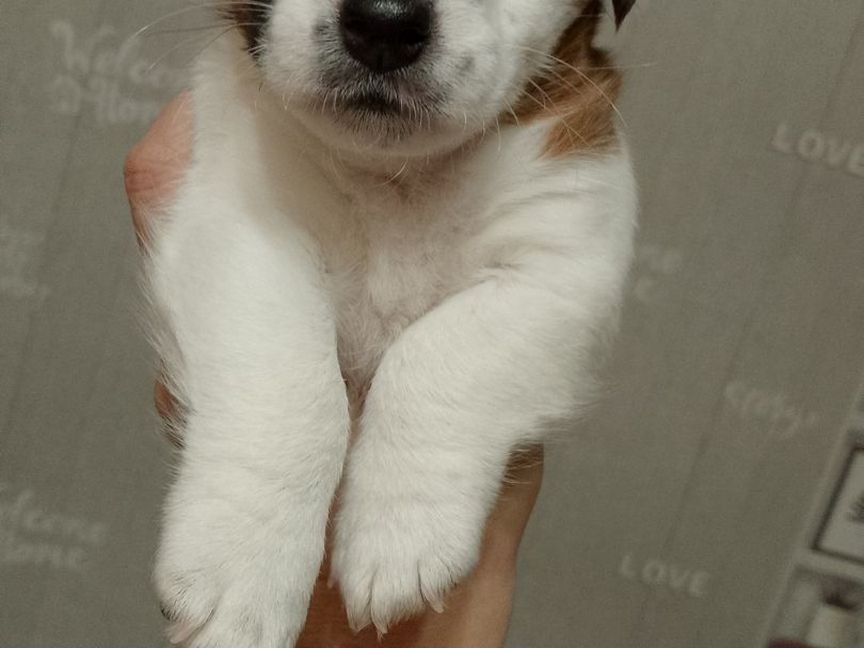 Щенки Джек рассел терьер цена в личку