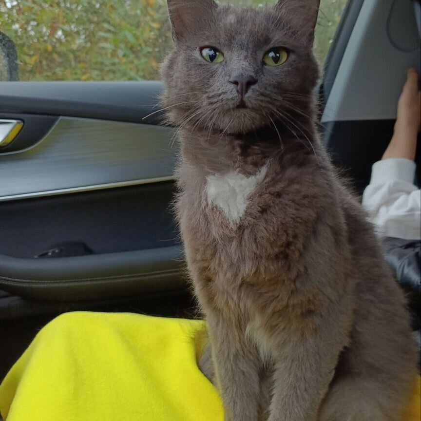 Кошка в добрые руки