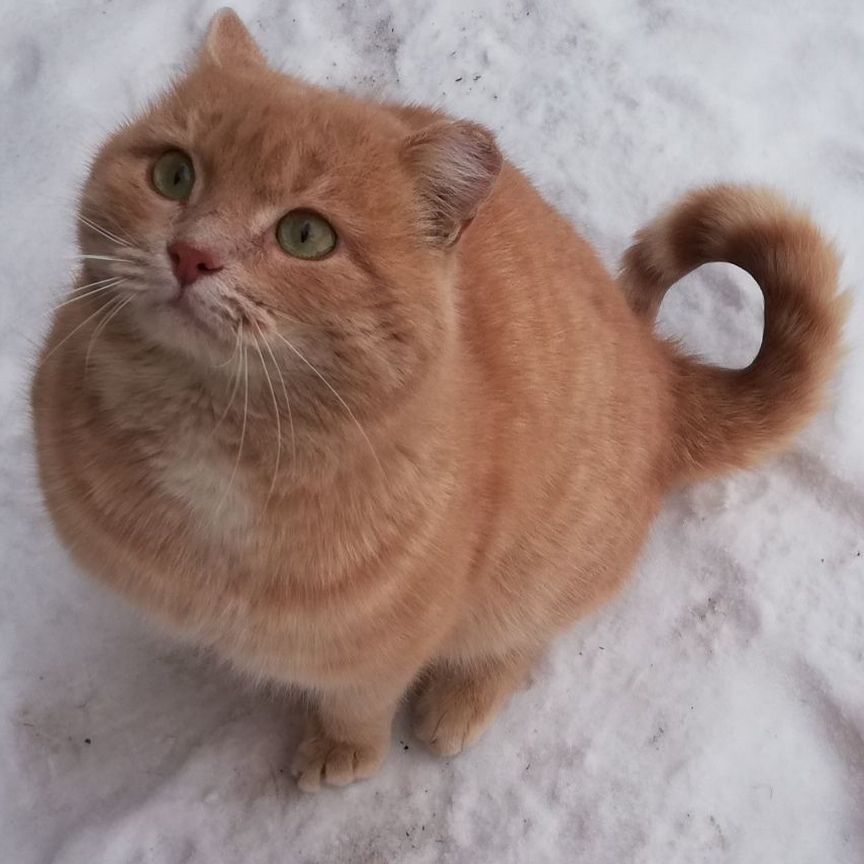 Взрослый кот в добрые руки