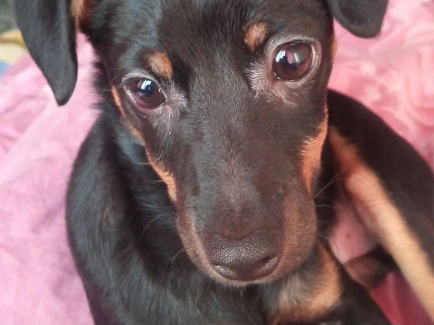 Тойтерьер помесь