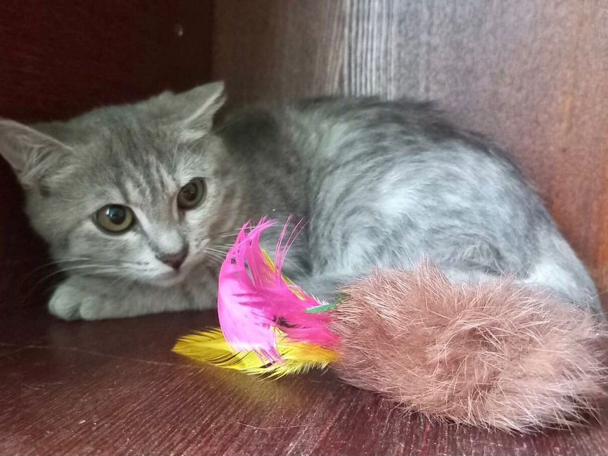 Трогательная малышка Полли ищет дом