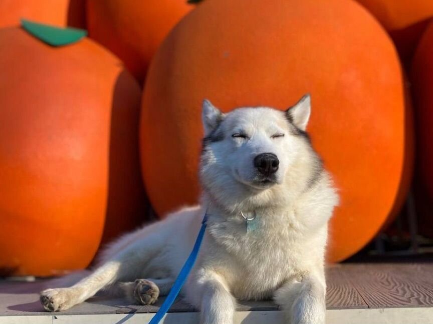 Хаски Нео в добрые руки ищет дом