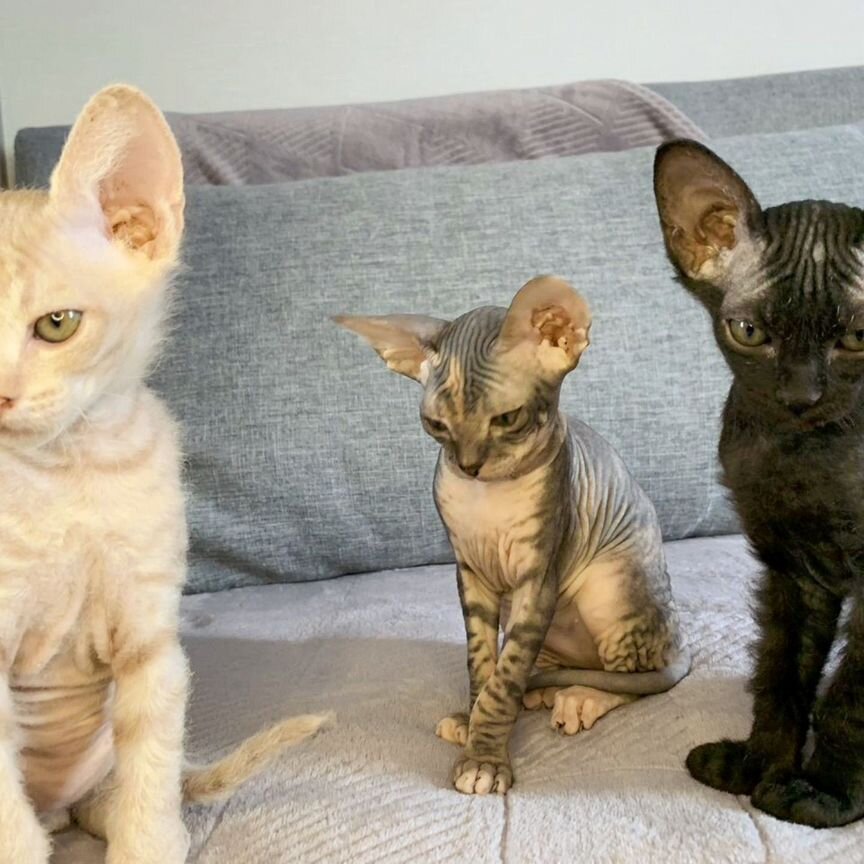 Котята сфинкс