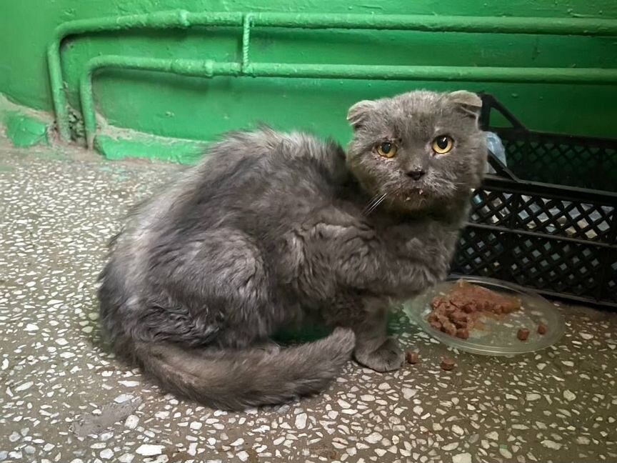 Кто то выкинул кота
