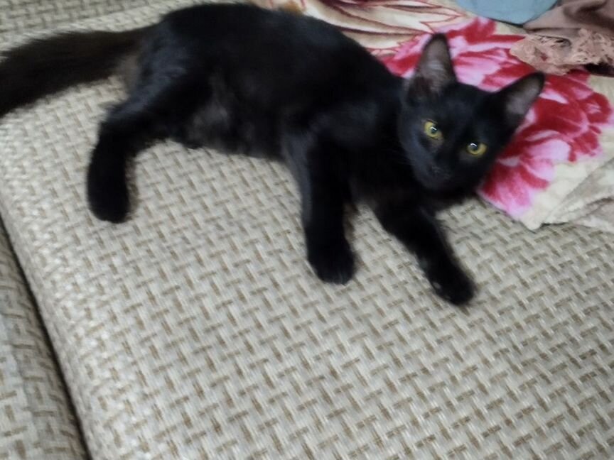 Кошка в дар бесплатно