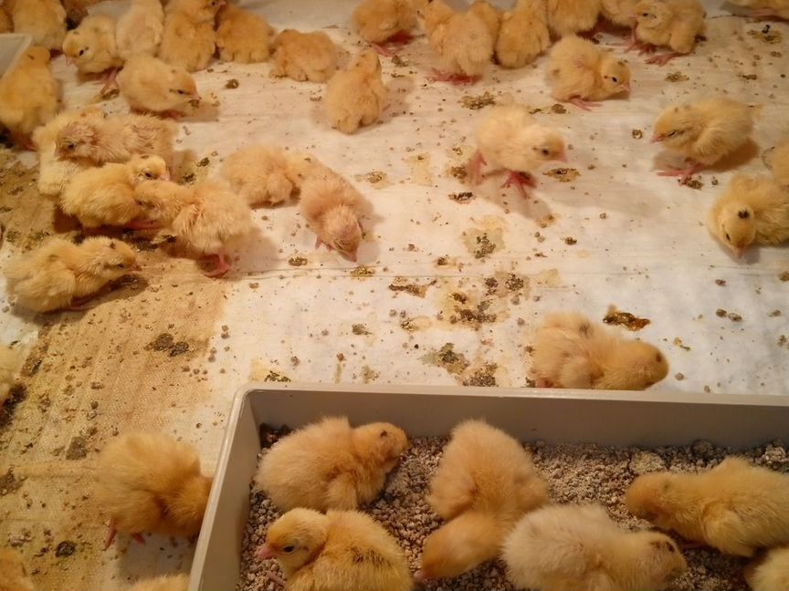 Техасский перепел