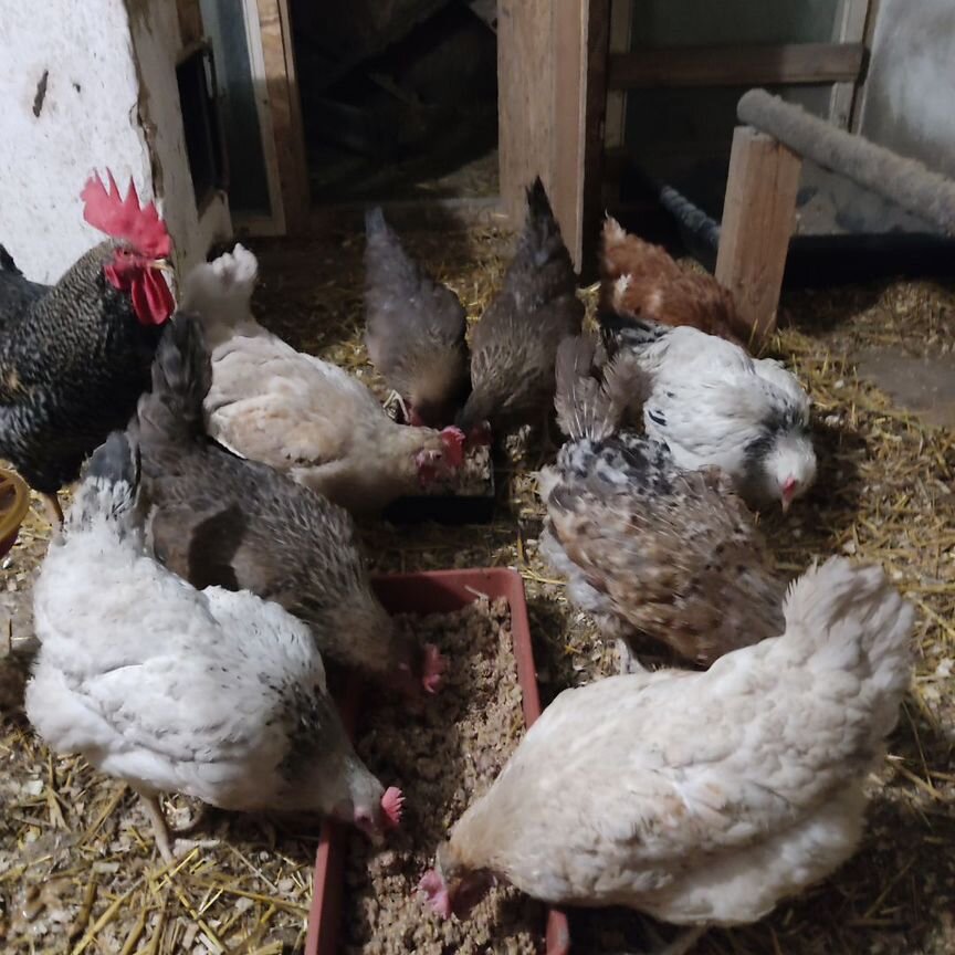 Куры несушки продам
