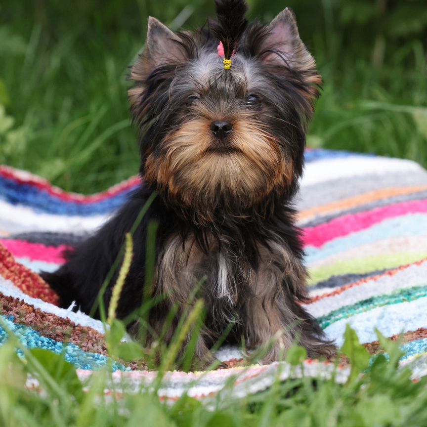Йоркширский терьер мини девочка 4 месяца