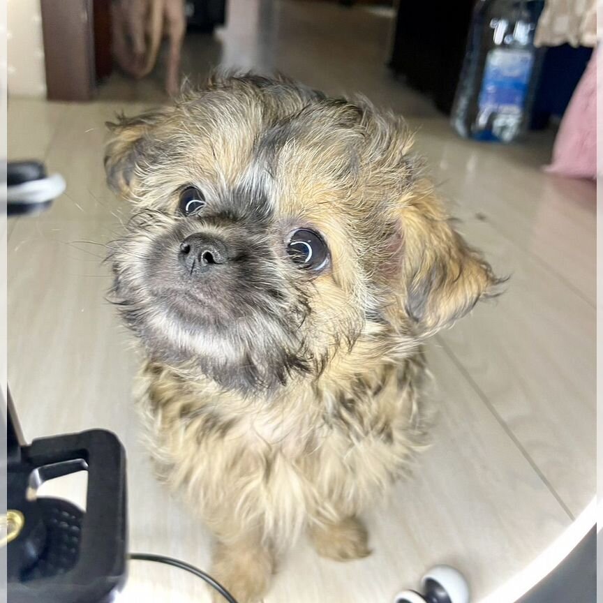 Метис чипу и шпица (лисичка)