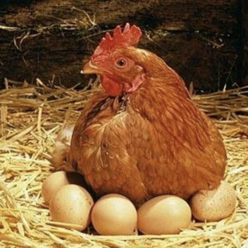 Куры несушки