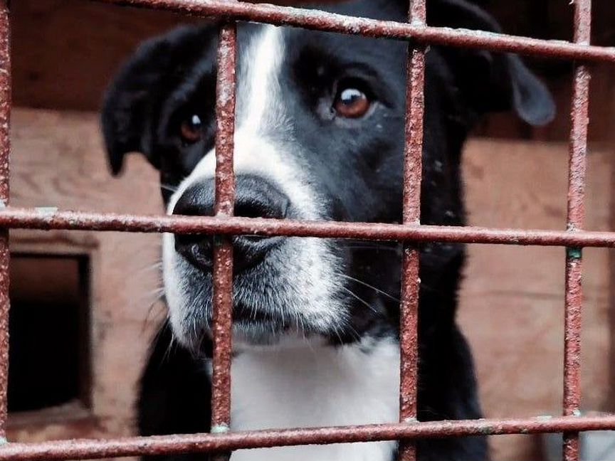 Предали собаку. Ищет дом бывшедомашний пес