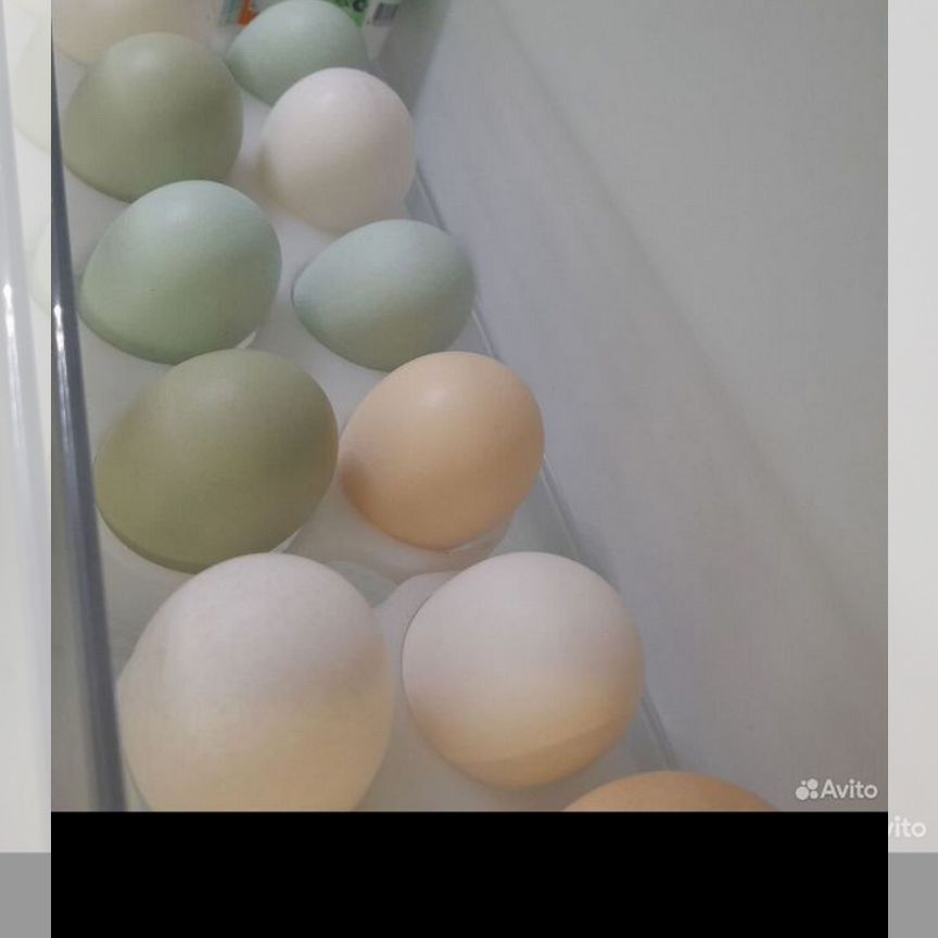 Яйцо куриное инкубационное