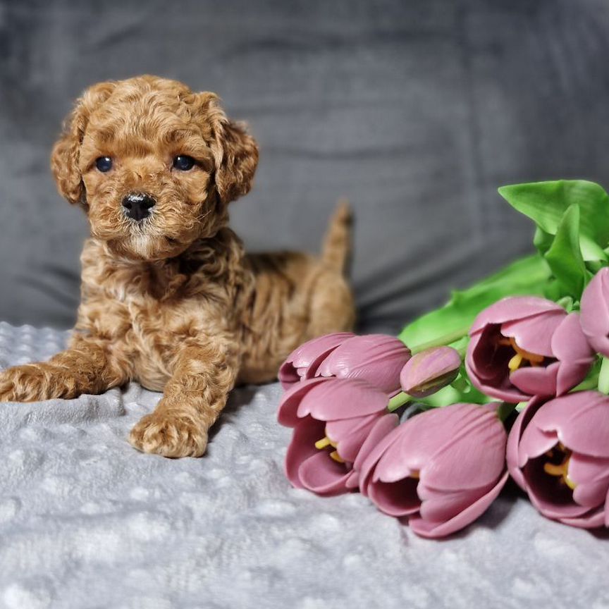 Той-пудель, щенок