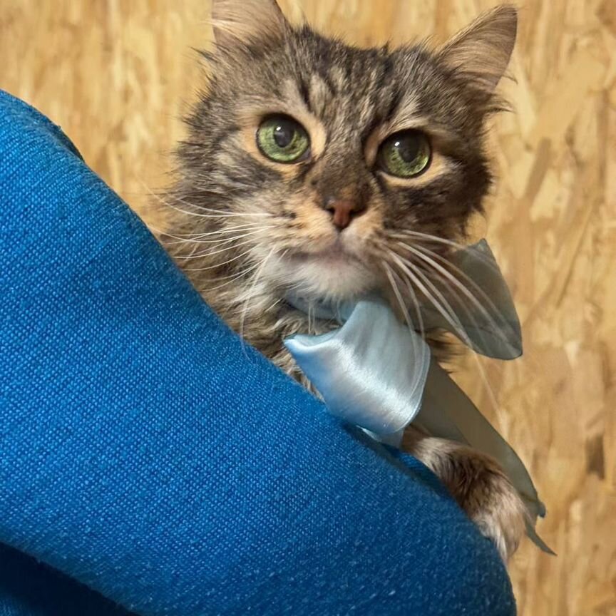 Кошка в добрые руки