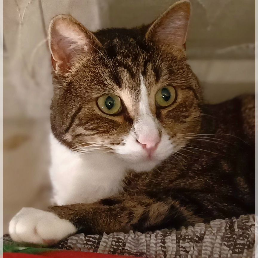 Взрослый кот в добрые руки