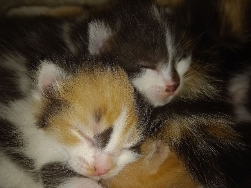 Шотланские котята
