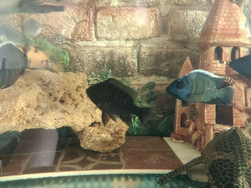 Аквариумные рыбки цихлиды малавийцы