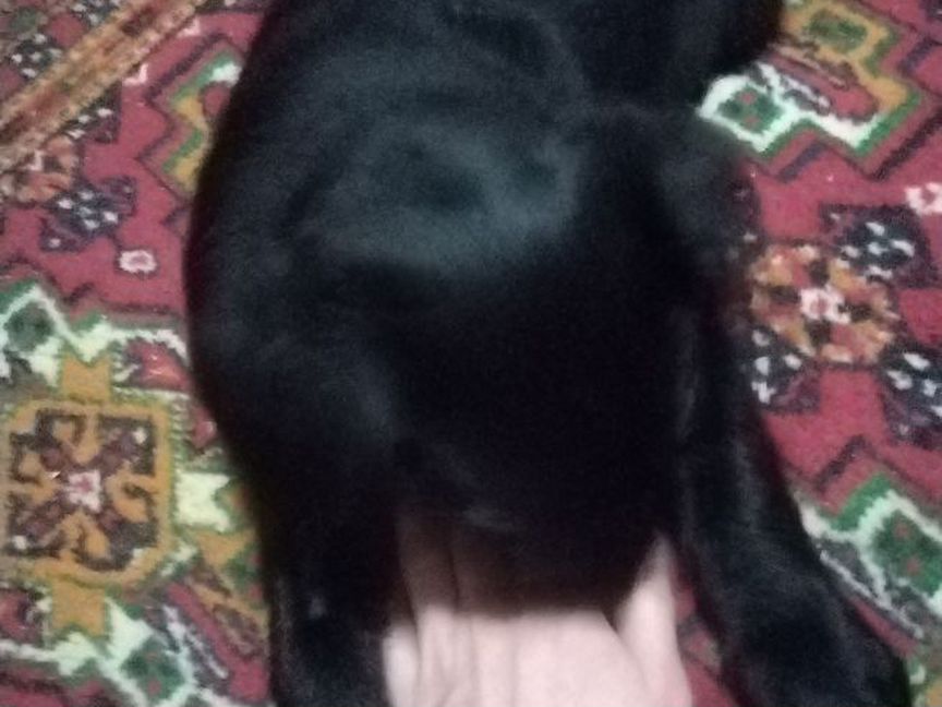 Кокер спаниель в добрые руки