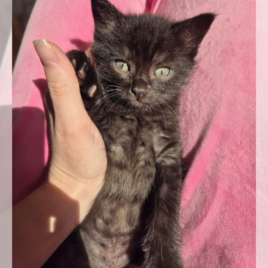 Котенок девочка 1 месяц