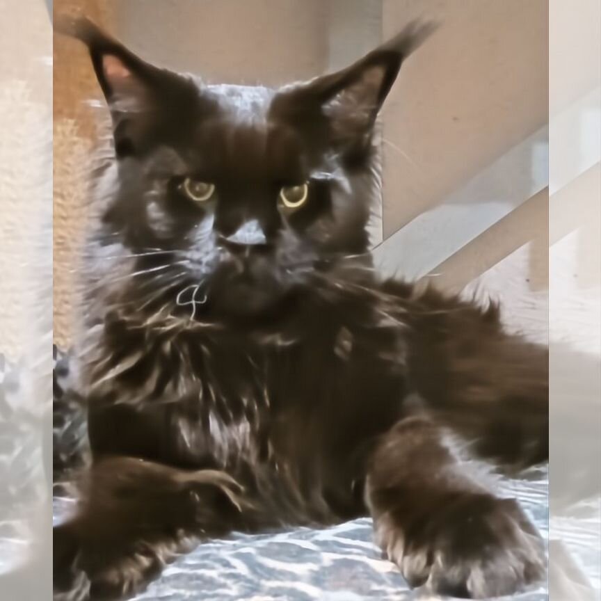 Мейн-кун котёнок