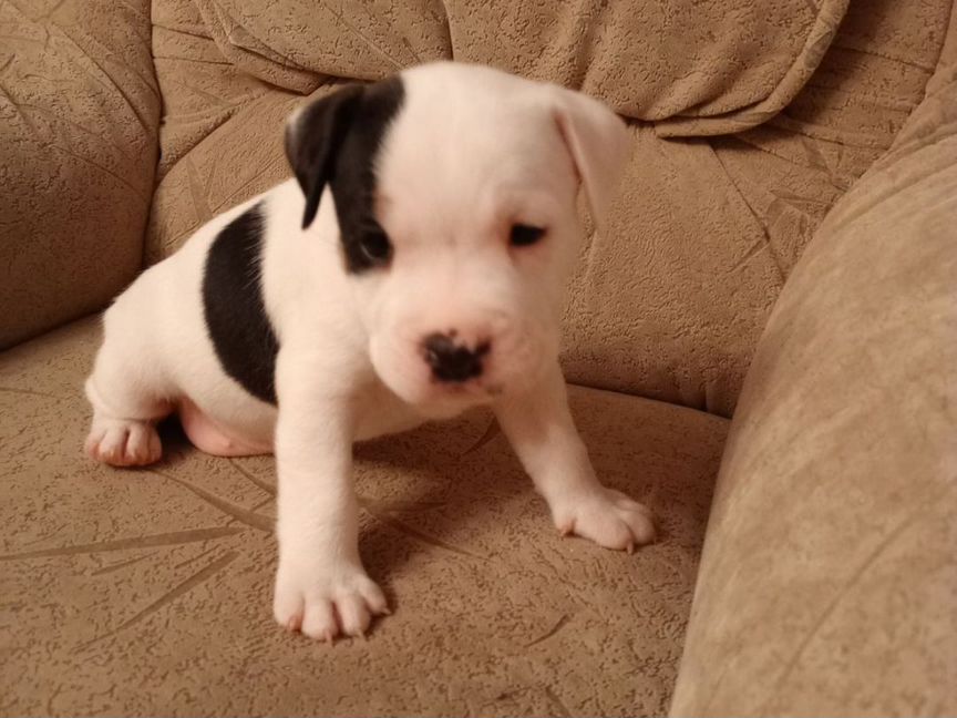 Американский бульдог