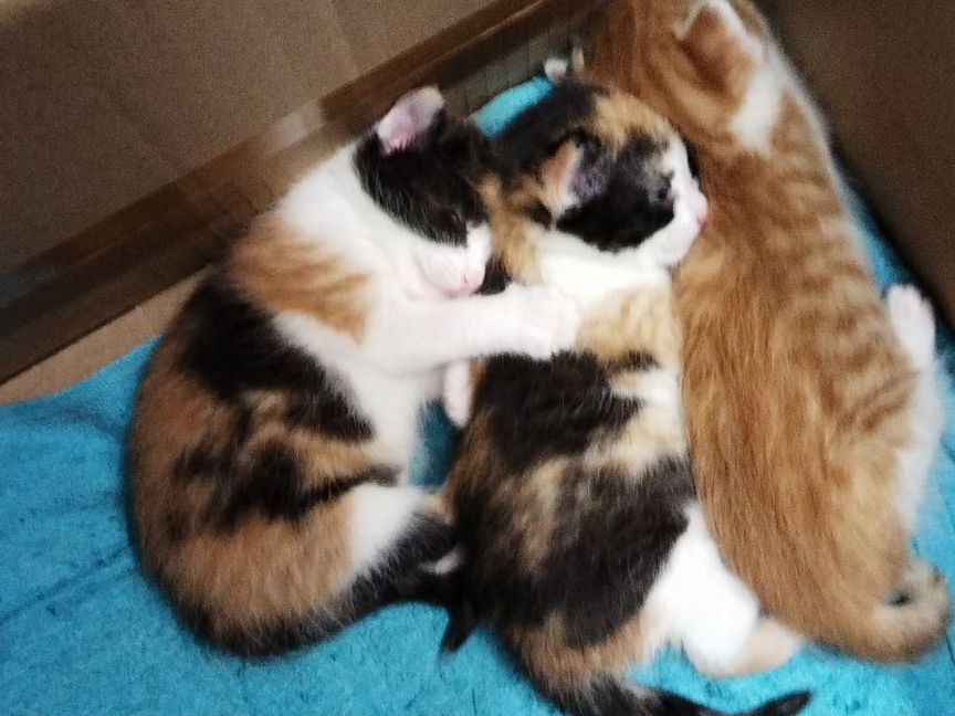 Котята в добрые руки