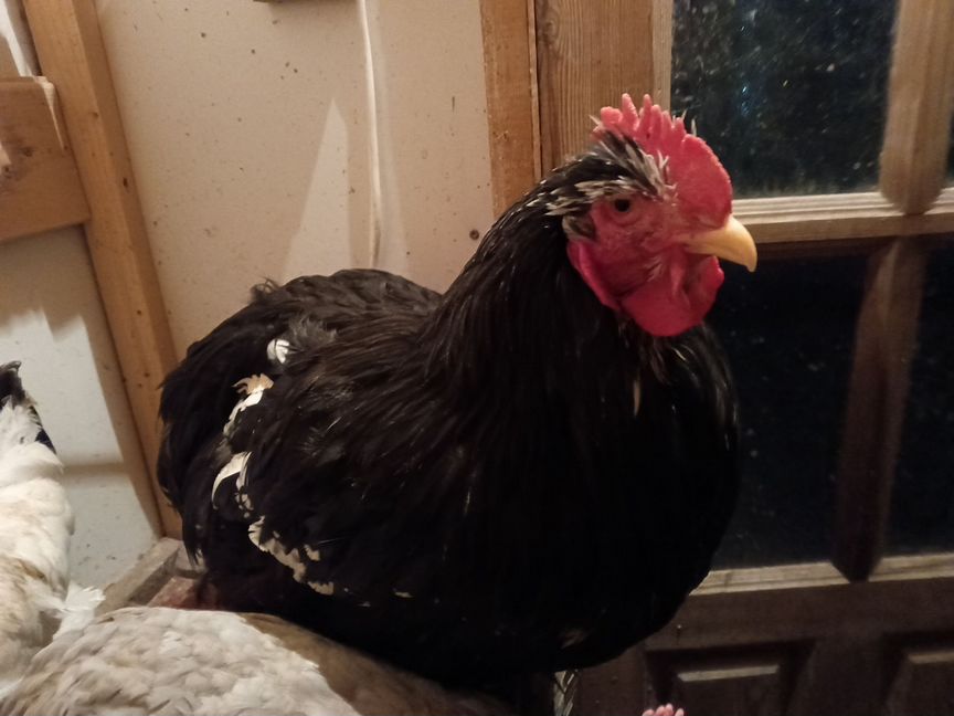 Петухи Брама, Орпингтон, Китайский шелковый