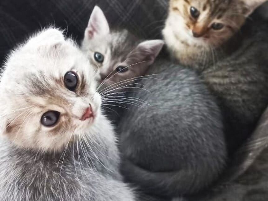 Котята в добрые руки - на радость и на удачу
