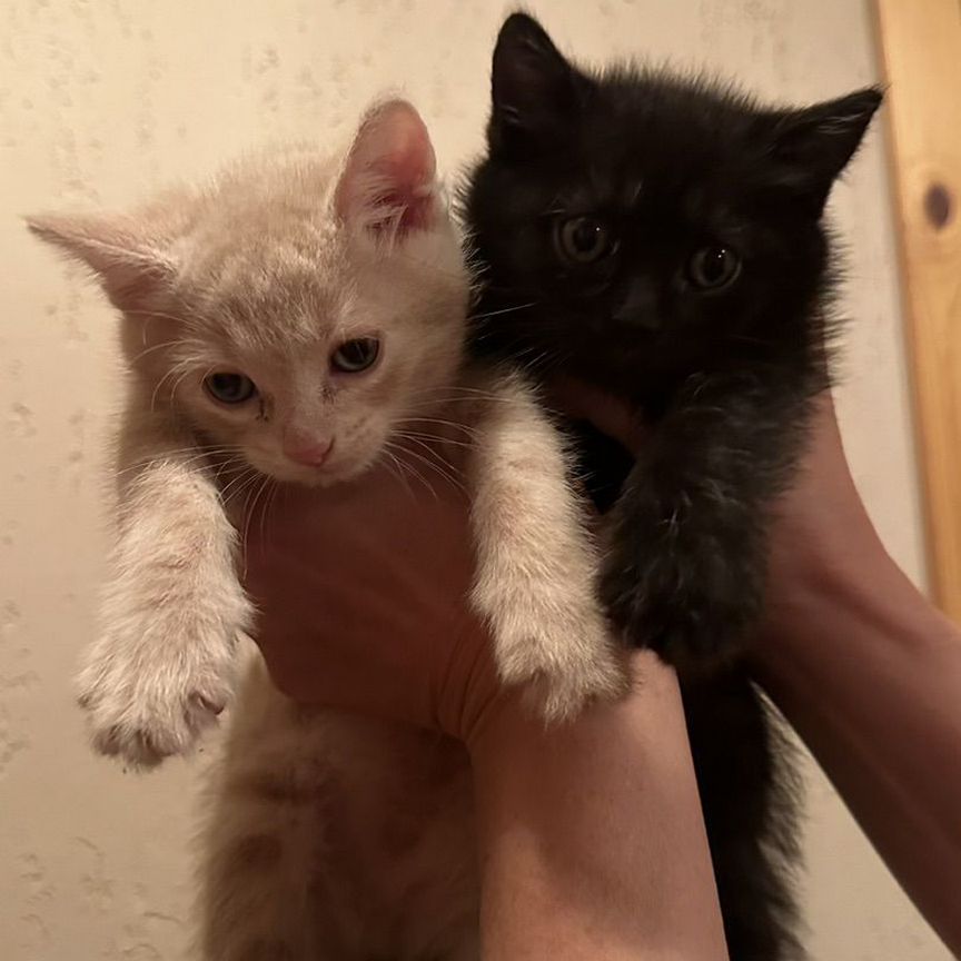 Прекрасные котята