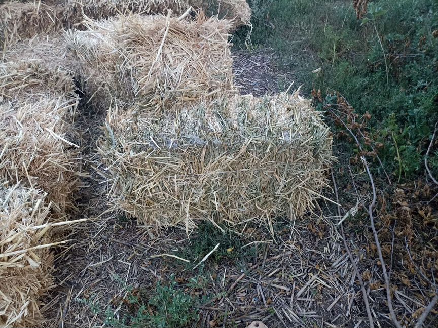 Сено суданка