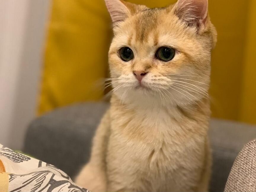 Британочка в добрые руки