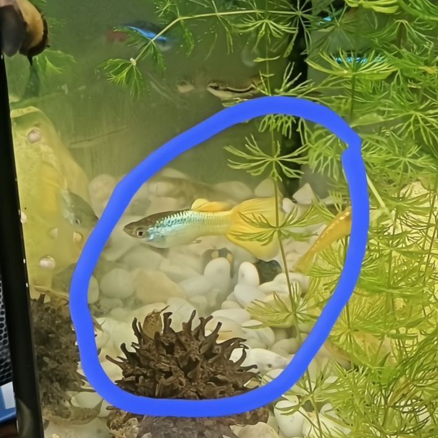 Рыбки гуппи