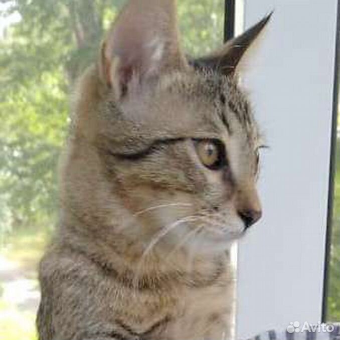 Котенок Шпрот.,3,5 месяца