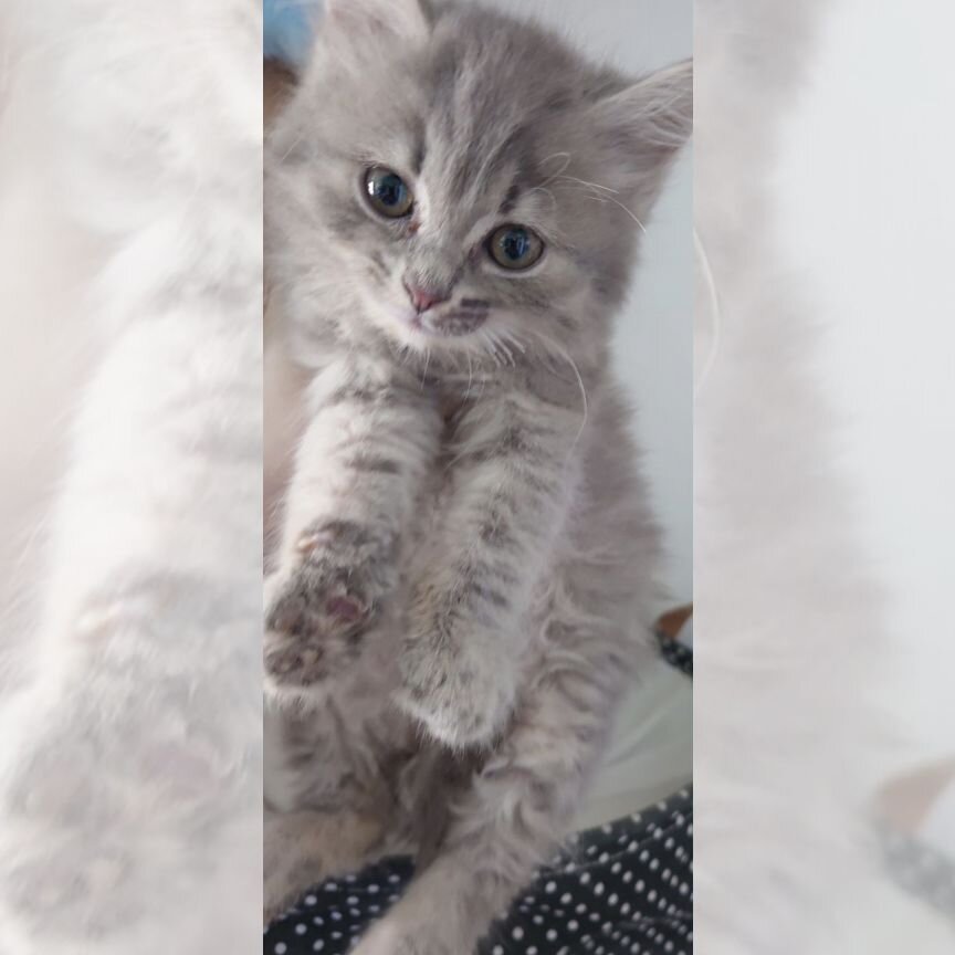 Шотландский вислоухий длинношёрстный котёнок