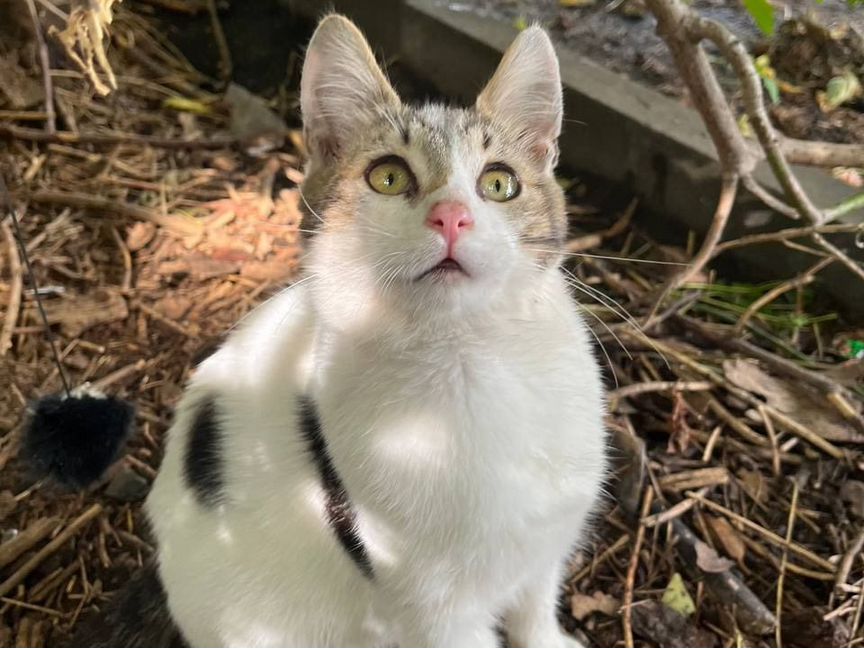 Котята в добрые руки бесплатно