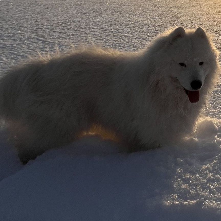 Самоедская собака, вязка