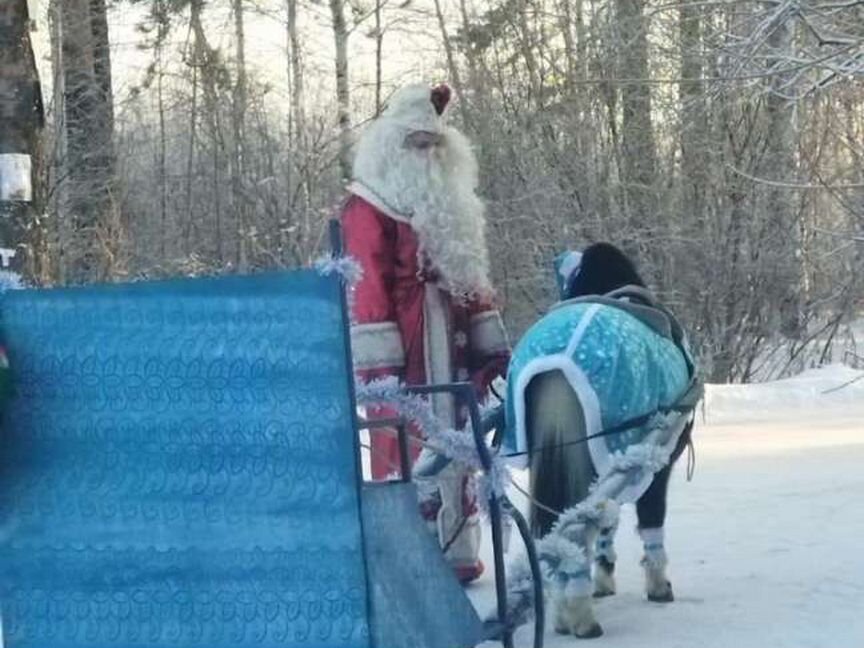 Сани для пони