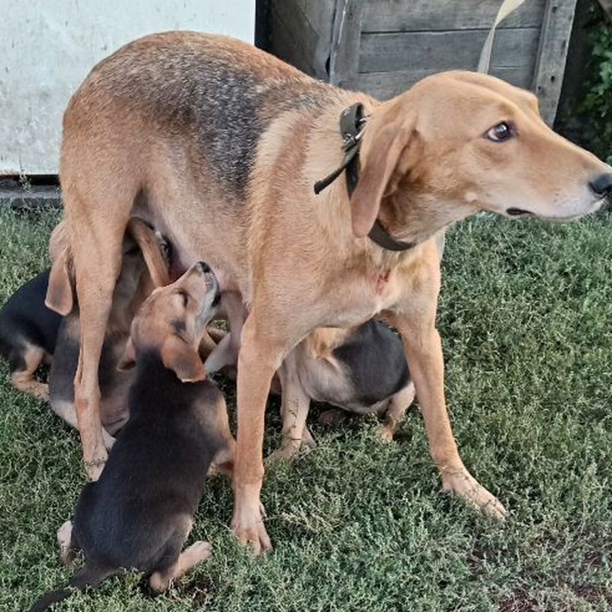 Щенки русской гончей